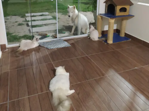 Instalações - Gatil Lord Galahan